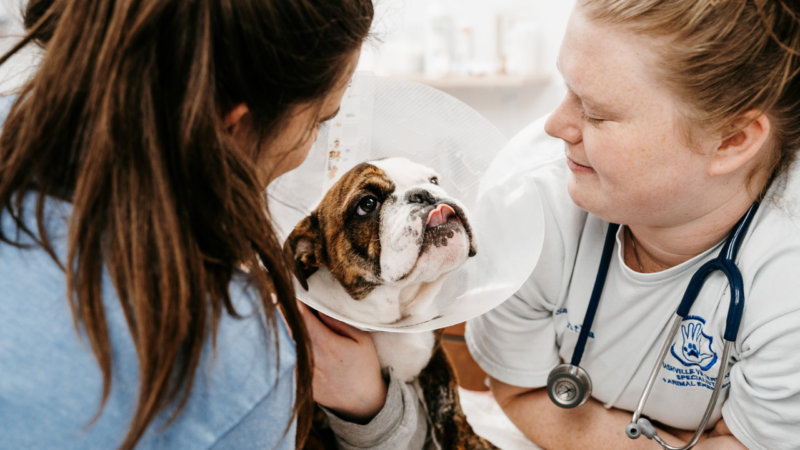 Revolutionizing Veterinary Nursing: ASCEND Framework Published in JAVMA ...