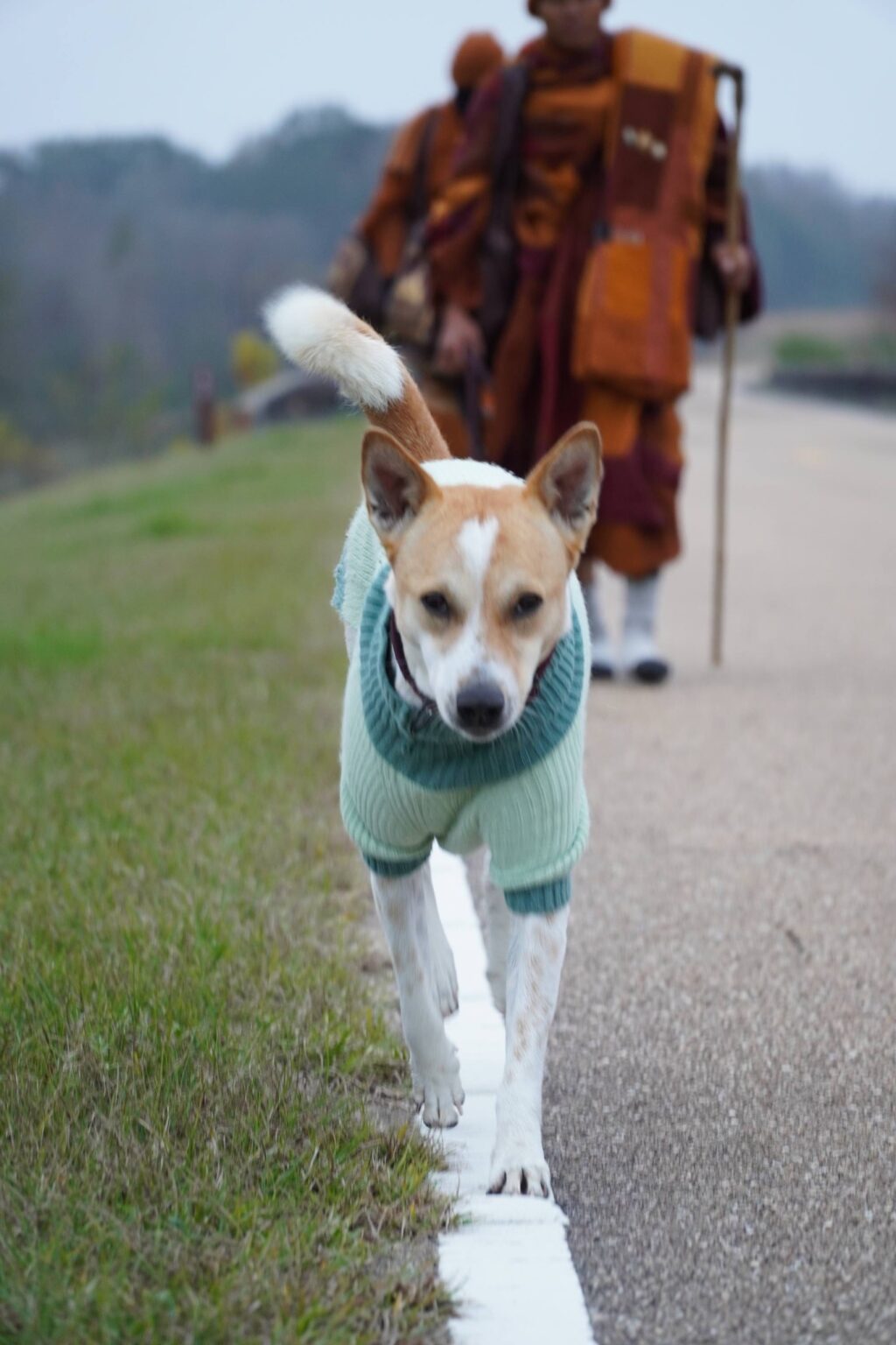 Aloka the Peace Dog’s Journey to Care - Ethos Veterinary Health