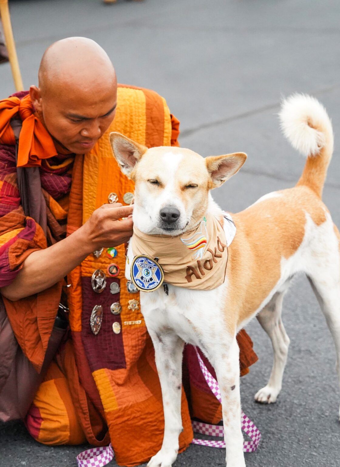 Aloka the Peace Dog’s Journey to Care - Ethos Veterinary Health