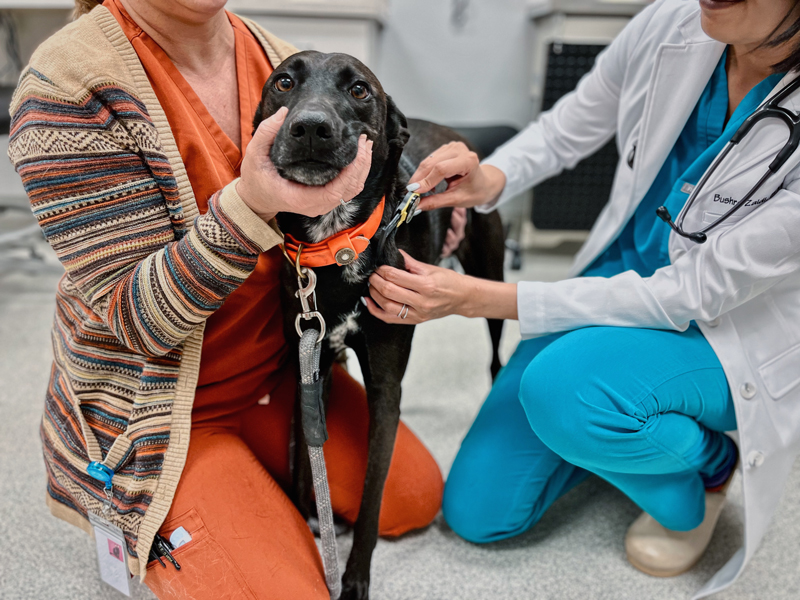 Referral Program - Ethos Veterinary Health