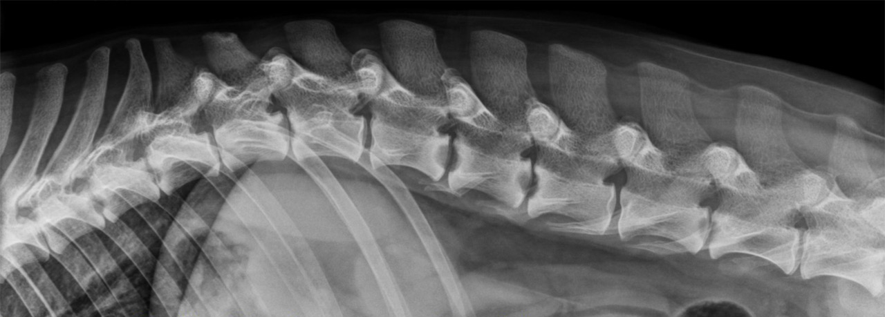 How Does A Dog Get A Spinal Infection