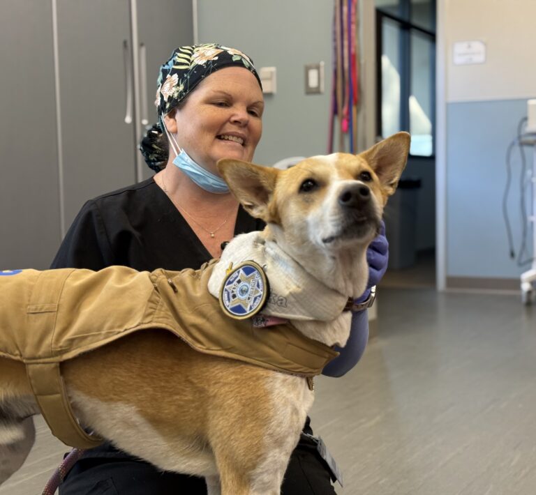 Aloka the Peace Dog’s Journey to Care - Ethos Veterinary Health