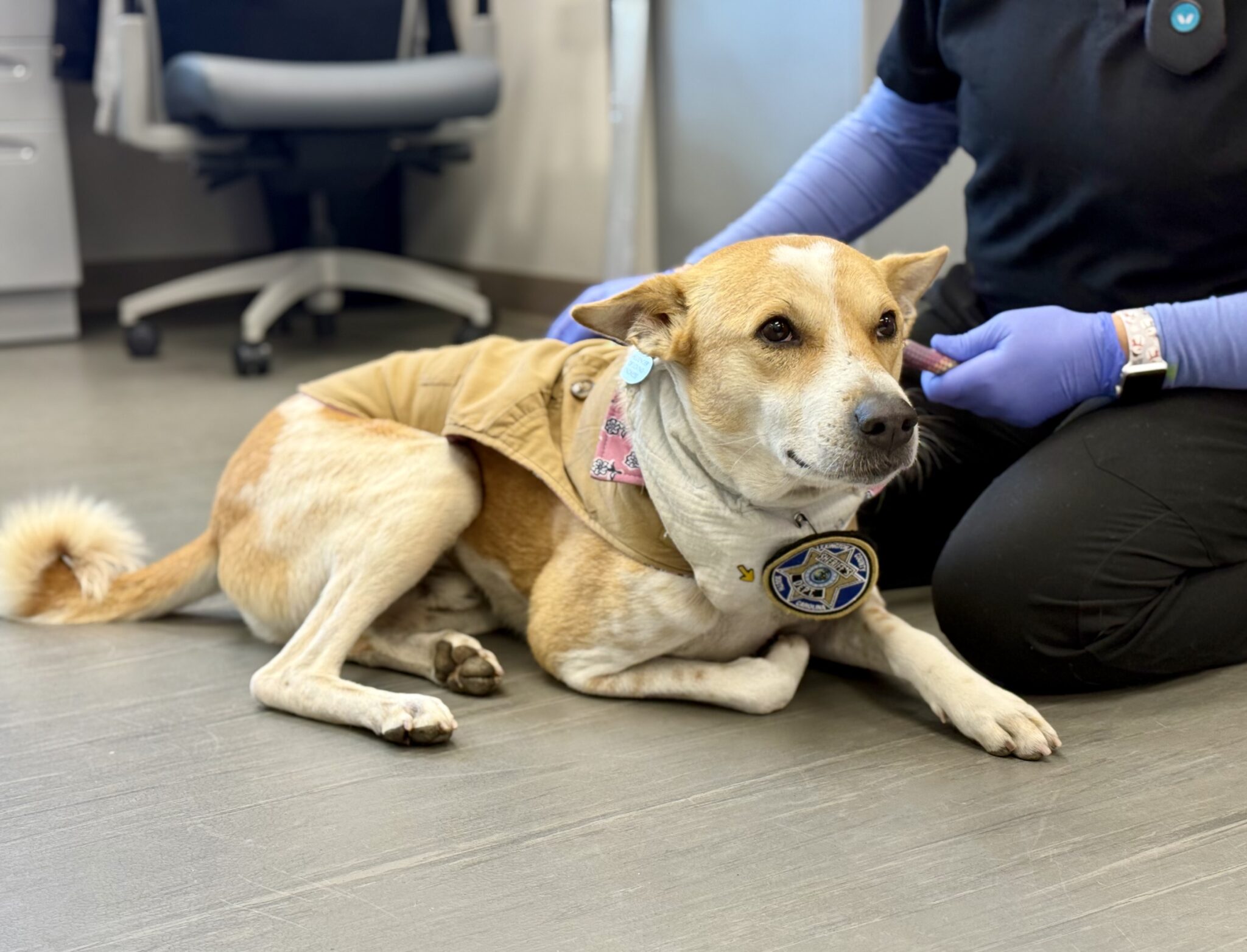 Aloka the Peace Dog’s Journey to Care - Ethos Veterinary Health