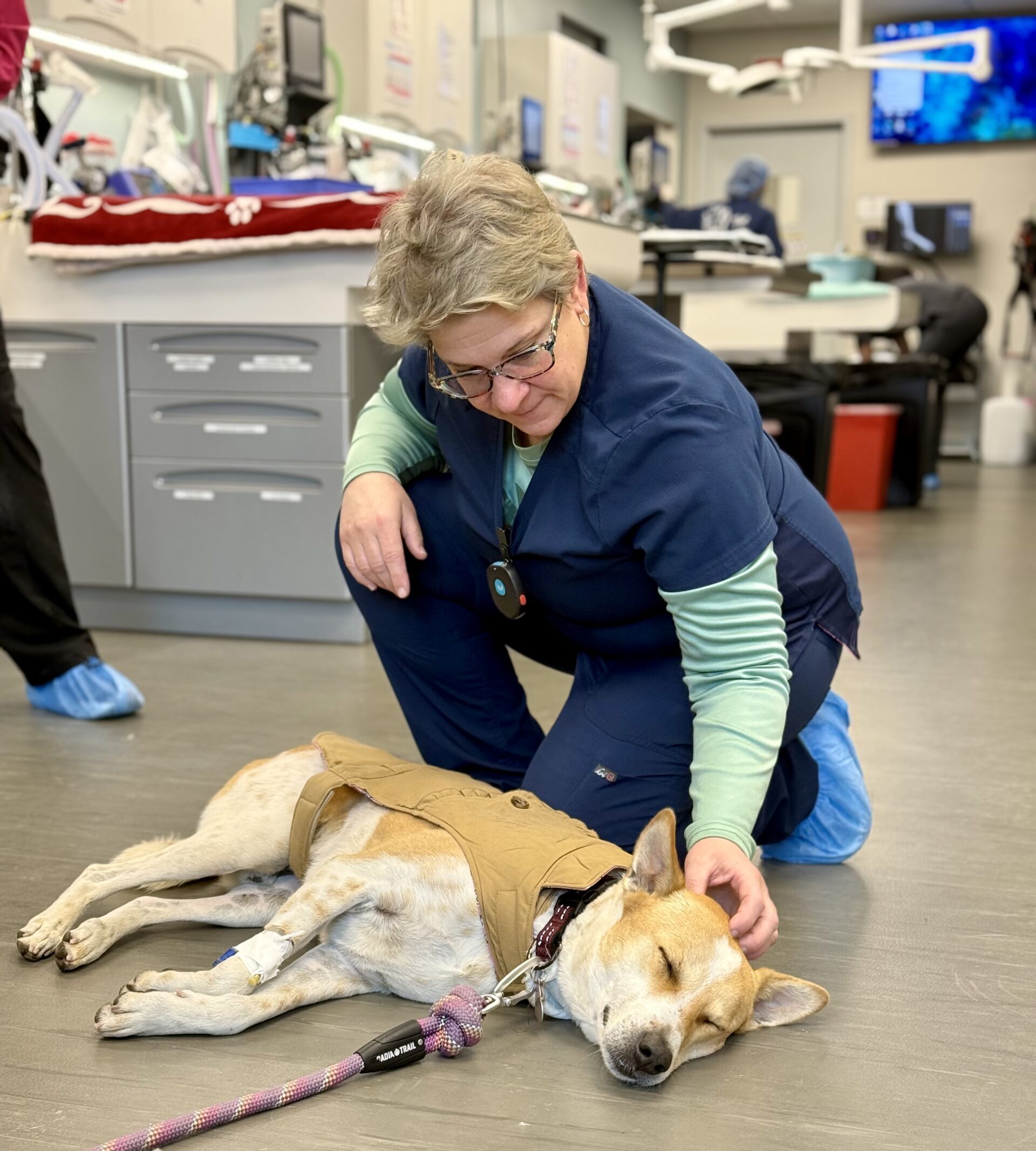 Aloka the Peace Dog’s Journey to Care - Ethos Veterinary Health