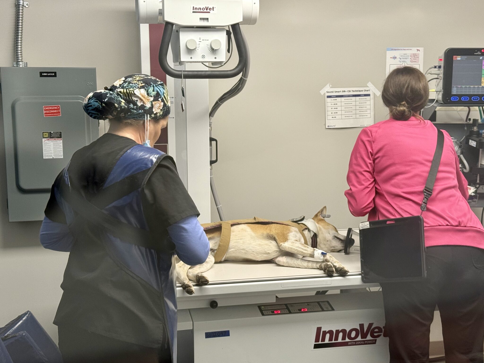Aloka the Peace Dog’s Journey to Care - Ethos Veterinary Health