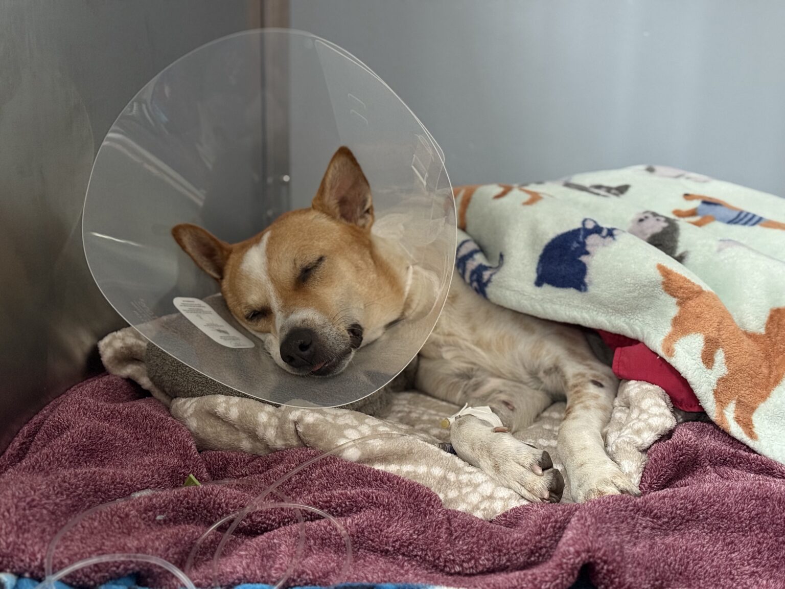 Aloka the Peace Dog’s Journey to Care - Ethos Veterinary Health
