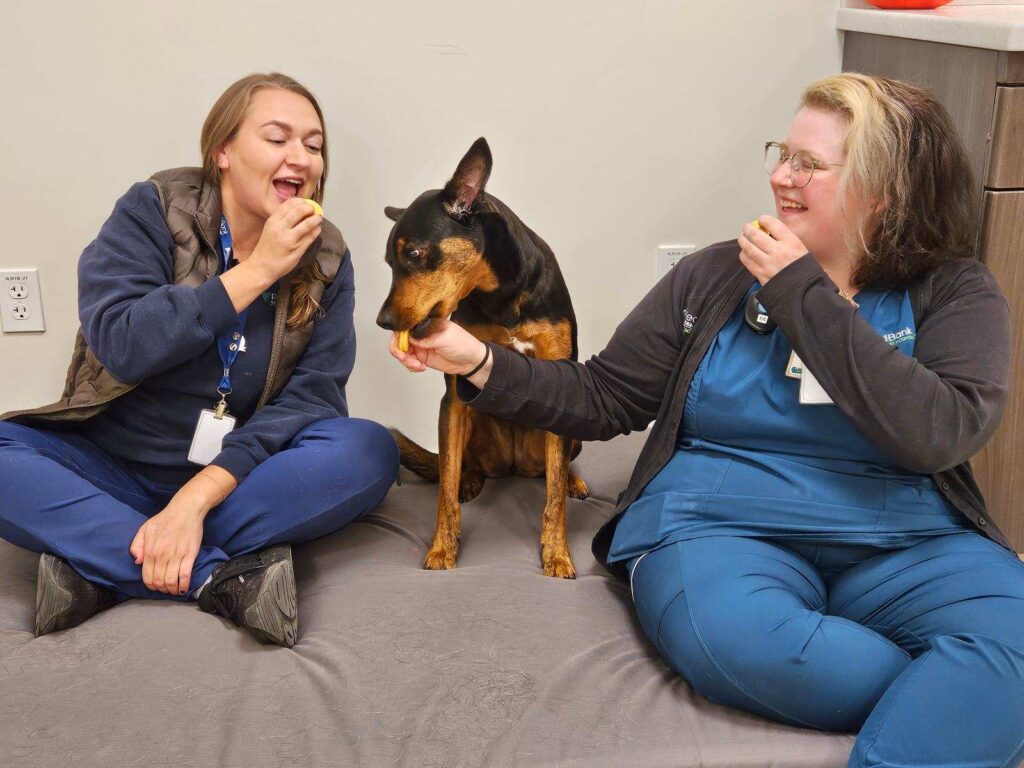 Celebrating Ethos 2025 Veterinary Assistant Champions - Ethos ...