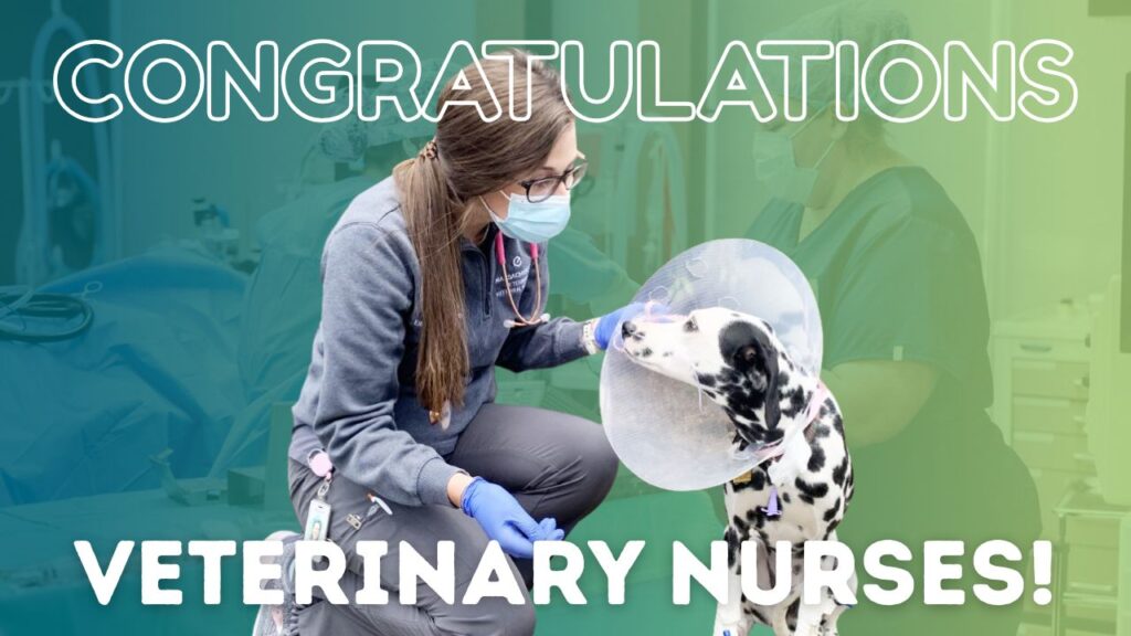 The faces of excellence: Celebrating our Veterinary Nurse Champions ...