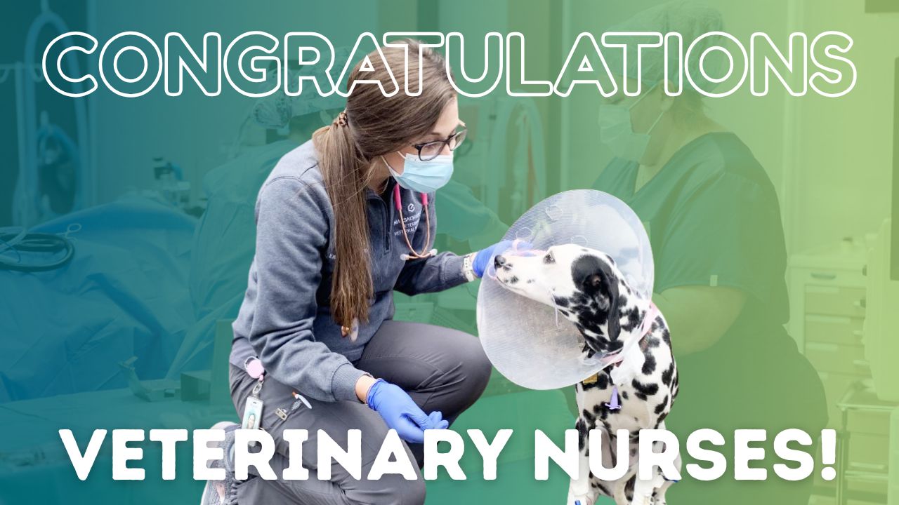 The faces of excellence: Celebrating our Veterinary Nurse Champions ...