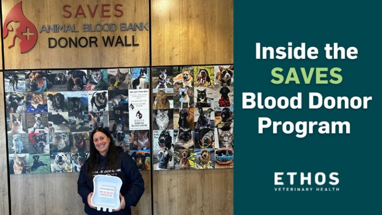 Inside the SAVES Blood Donor Program - Ethos Veterinary Health