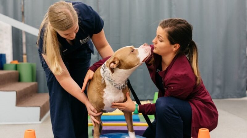 How Ethos is Growing the Next Generation of Veterinary Technicians ...