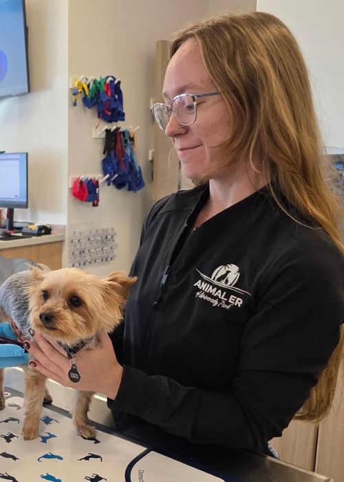 Celebrating Ethos 2025 Veterinary Assistant Champions - Ethos ...