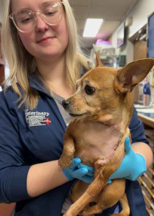 Celebrating Ethos 2025 Veterinary Assistant Champions - Ethos ...